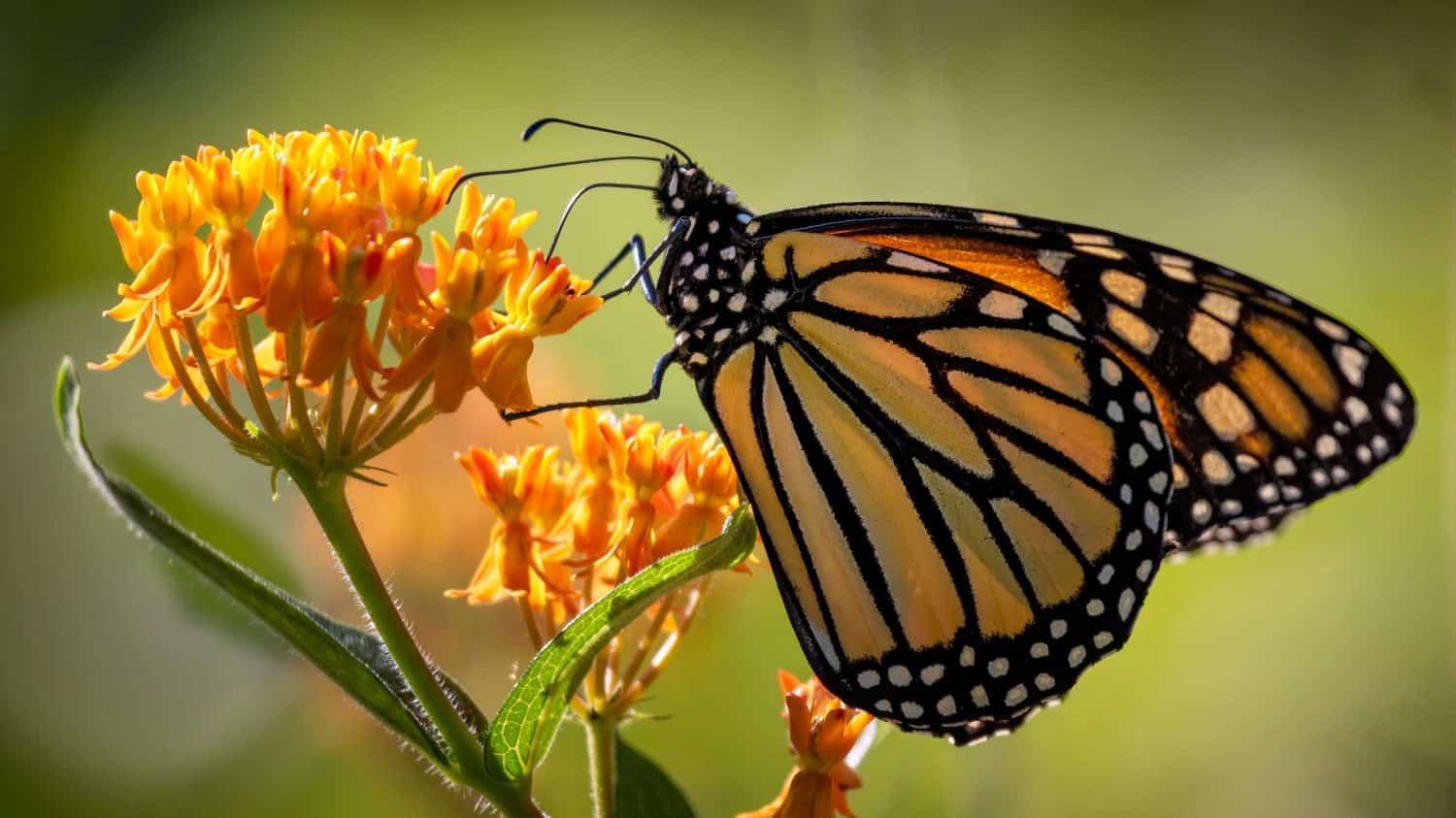 A Monarch Butterfly Receives a Life-Saving Wing Transplant - A-Z Animals