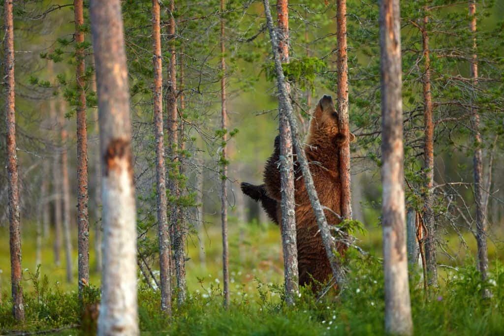 Hanging Out: The Parasite That Affects Brown Bears - A-Z Animals