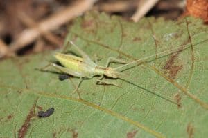 Can You Tell the Temperature by Listening to Crickets? The Science ...