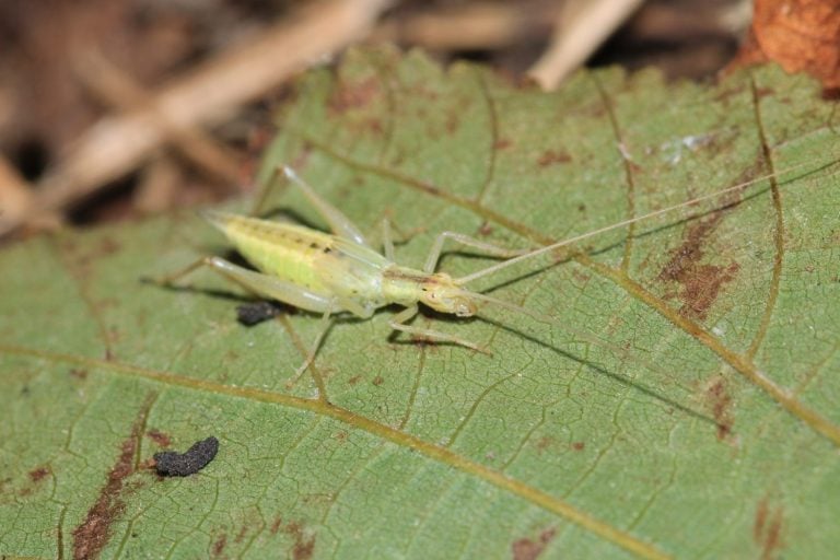 Can You Tell the Temperature by Listening to Crickets? The Science ...