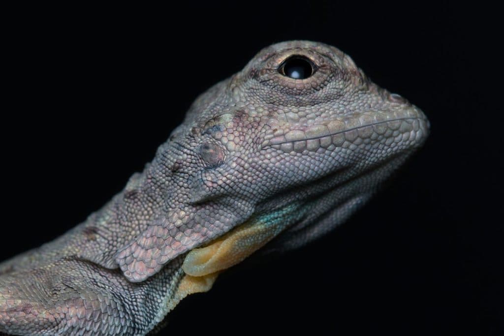 Have You Ever Seen a Flying Dragon? - A-Z Animals