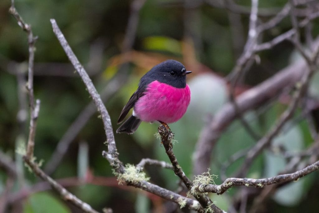 The Pink Robin Is Real, and Its Color Comes From Biology, Not Diet - A ...