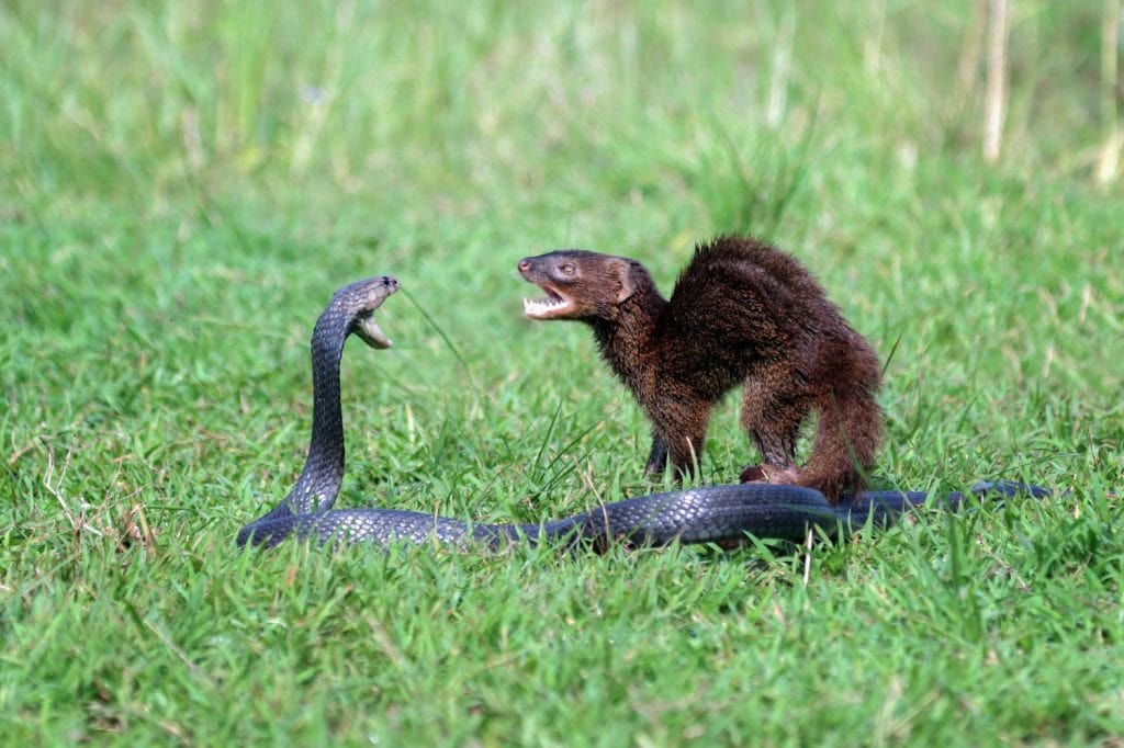A Python Grabbed a Mongoose ... and Then 10 More Showed Up - A-Z Animals