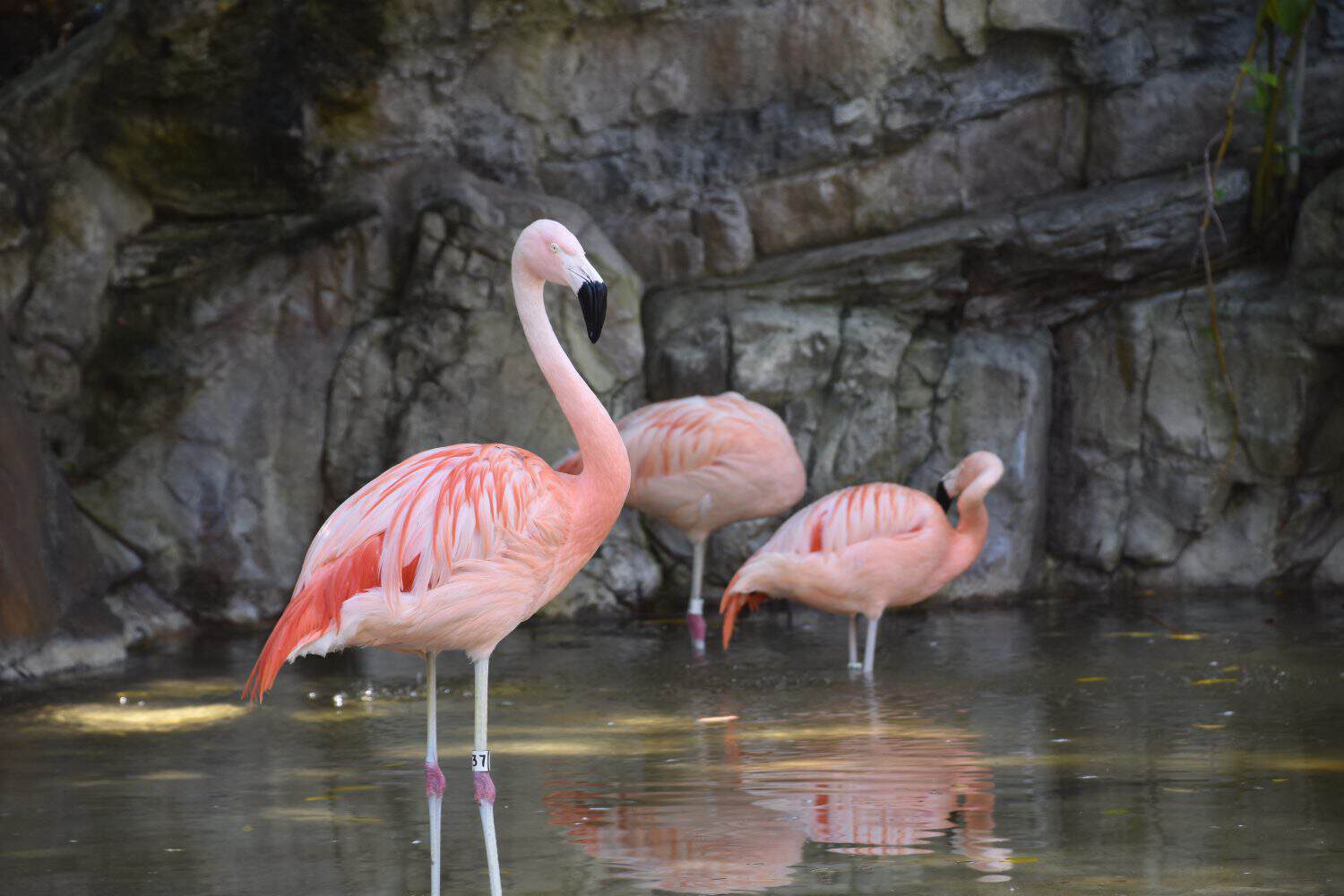 These Zoo Flamingos Are Healing With Custom Ankle Braces - A-Z Animals