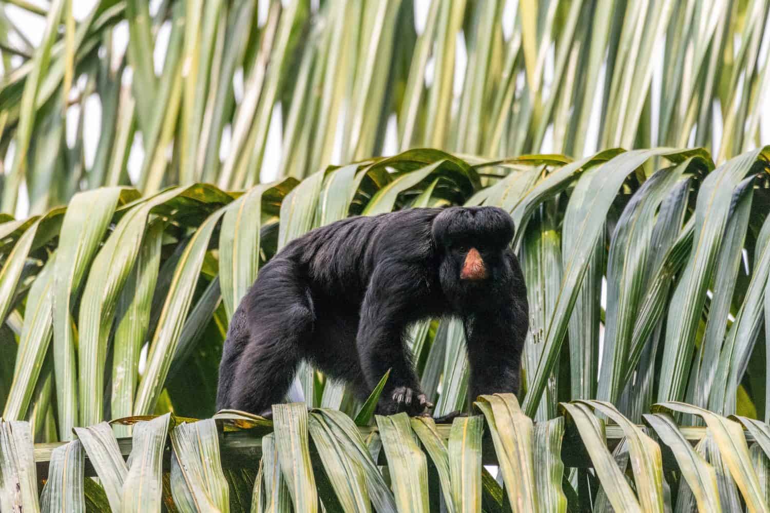 How the Endangered Red-Nosed Cuxiu ‘Hacks’ the Amazon’s Toughest Fruits ...