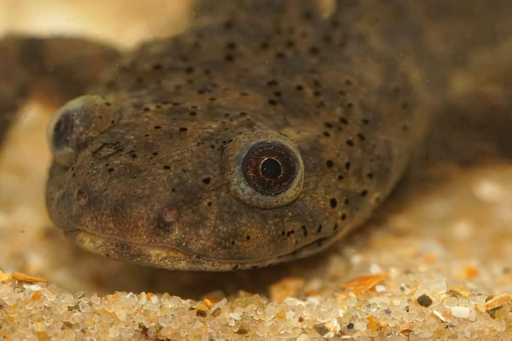 The Real-Life Wolverine: This Amphibian Weaponizes Its Own Skeleton - A ...
