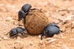 Why Do Some Animals Eat Poop? The Mystery of Coprophagy Explained - A-Z ...