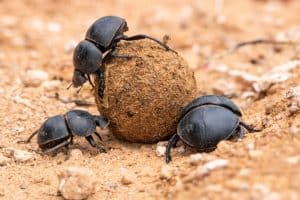 Why Do Some Animals Eat Poop? The Mystery of Coprophagy Explained - A-Z ...