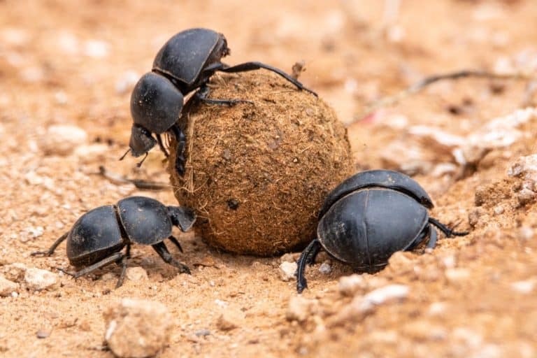 Why Do Some Animals Eat Poop? The Mystery of Coprophagy Explained - A-Z ...