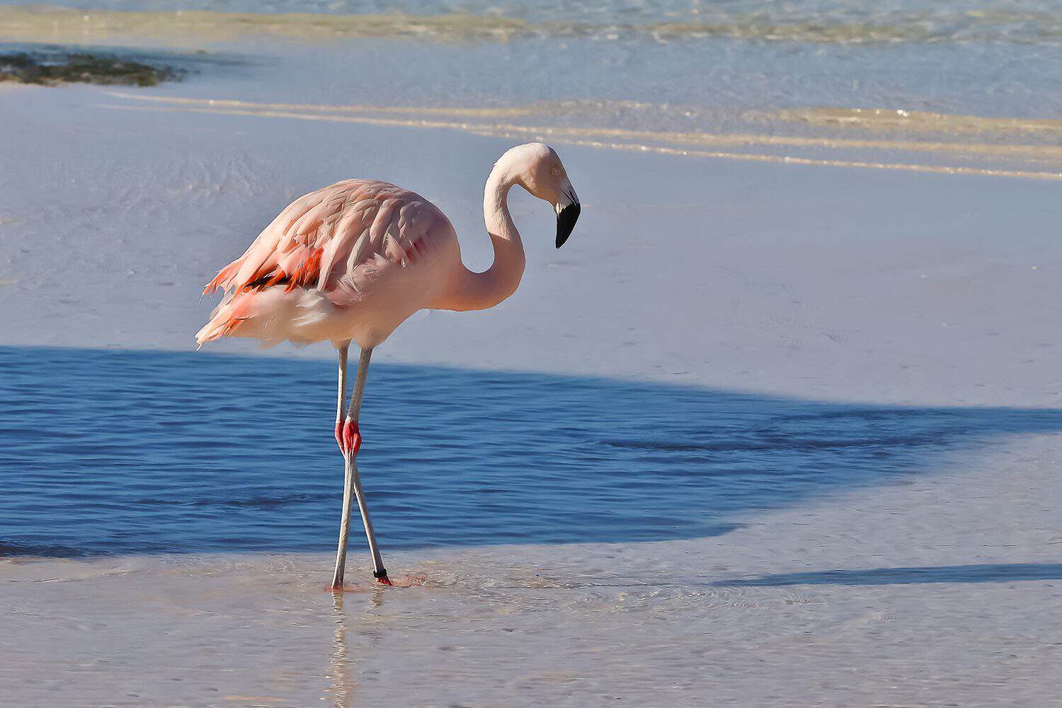 These Zoo Flamingos Are Healing With Custom Ankle Braces - A-Z Animals