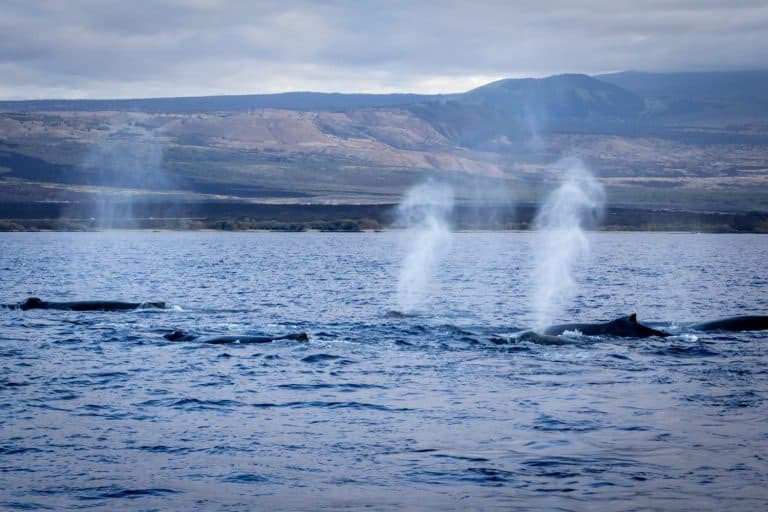 Gray Whales Are Heading North: March Is Prime Time to Spot Them Off the ...