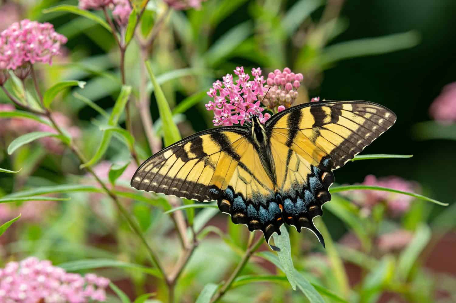 Discover the 15 Official State Animals of Alabama - A-Z Animals