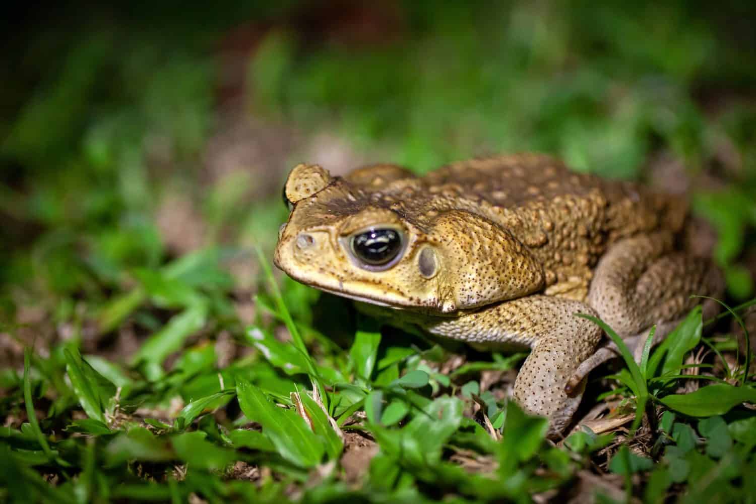 When Floodwaters Rise, Cane Toads Turn Pythons Into Lifeboats - A-Z Animals
