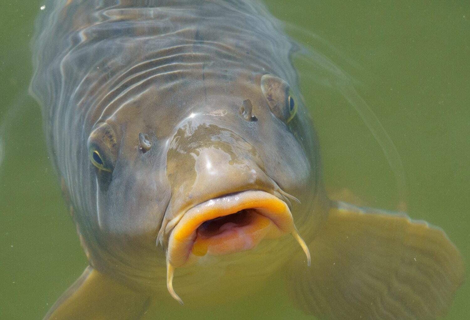 Common Carp Animal Pictures | A-Z Animals