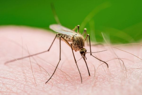 Why Google Wants to Release Millions of Mosquitoes on Purpose - A-Z Animals