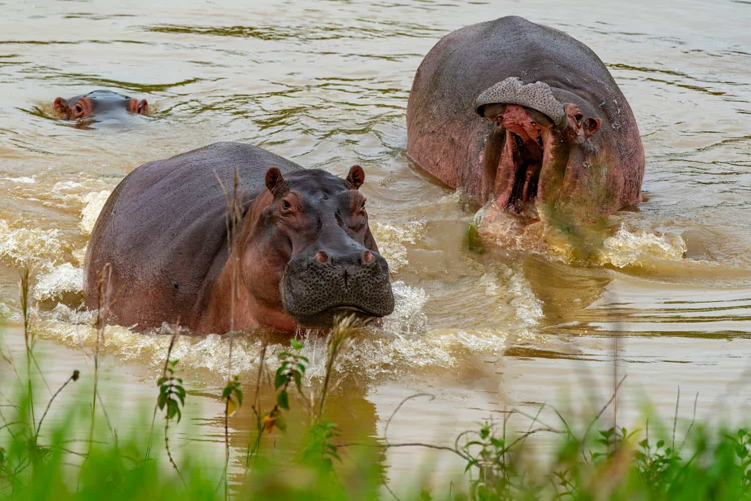 How "Cocaine Hippos" are Rewriting the Rules of the South American ...
