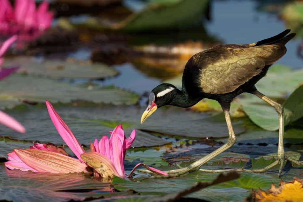 Bronze-winged Jacana Animal Pictures | A-Z Animals