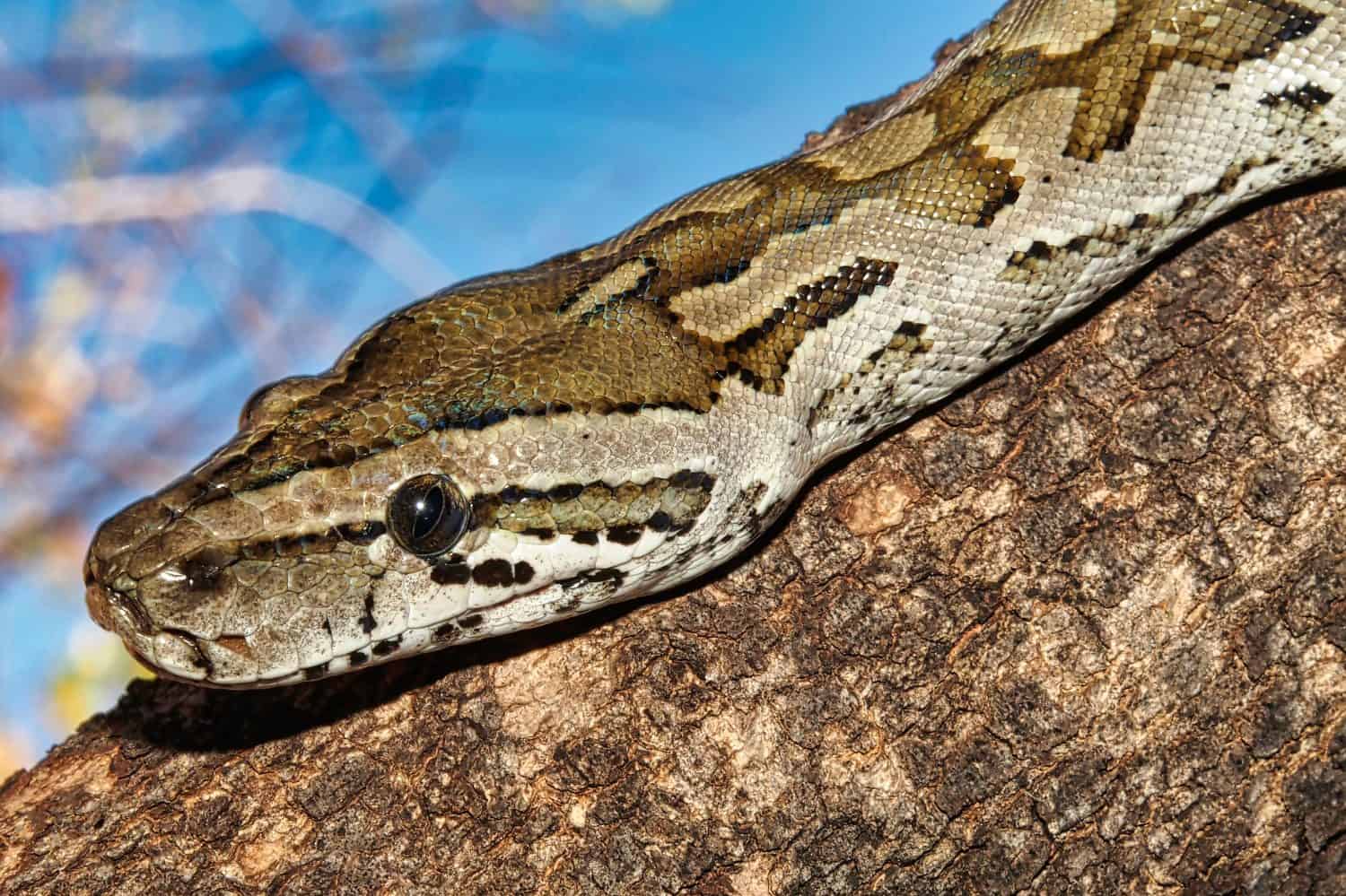 When This Python Tried to Eat an Antelope, Things Took a 'Sharp' Turn ...
