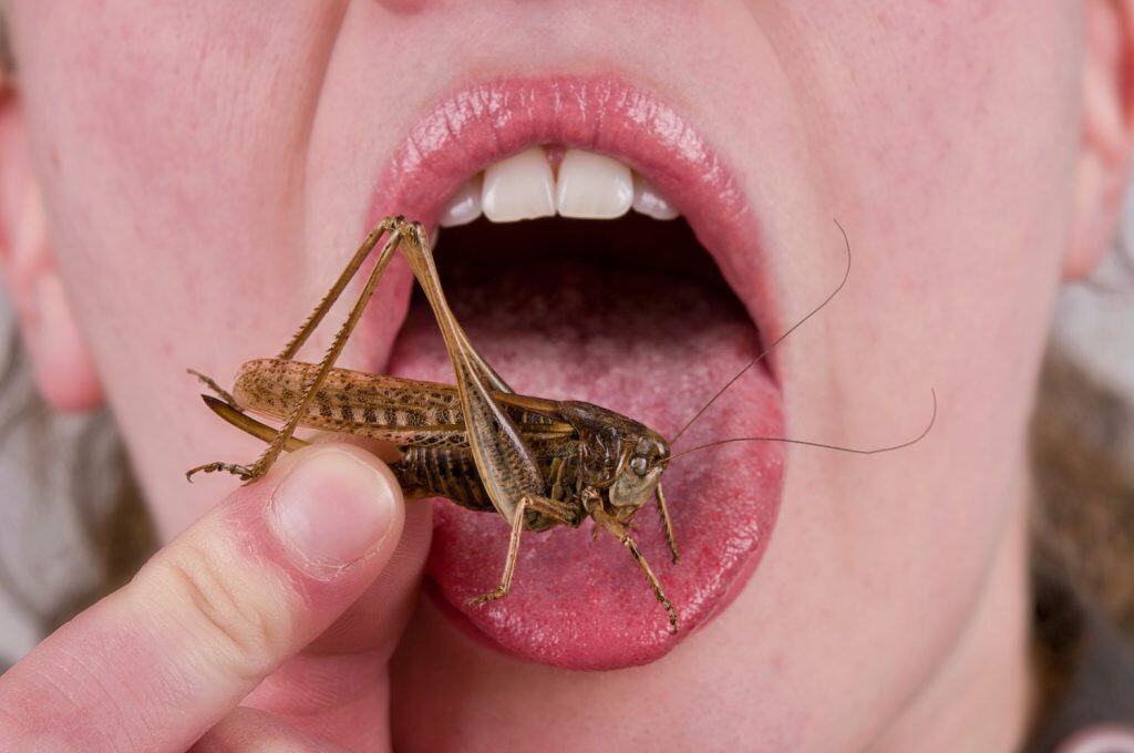 How Bugs Became a Global Superfood - A-Z Animals