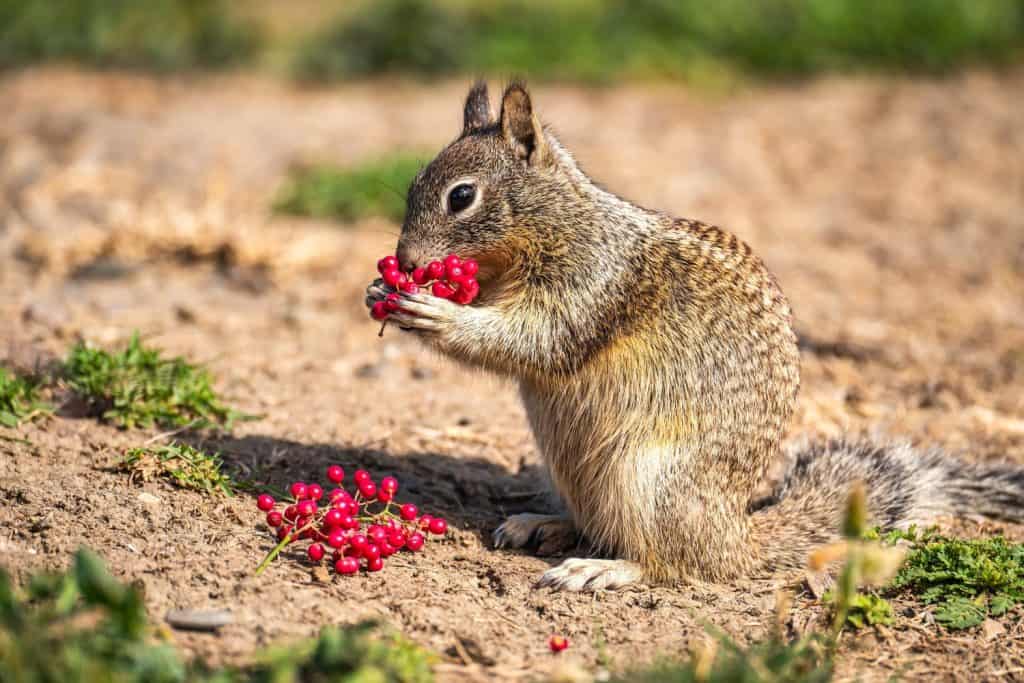 California Ground Squirrels Caught Hunting in New Scientific Footage ...
