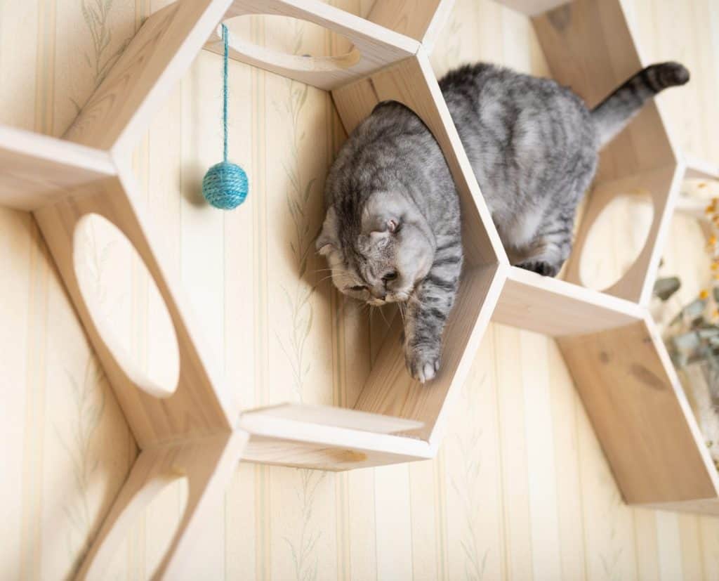 'Catitecture': The Kitty-Centric Home Design Trend - A-Z Animals