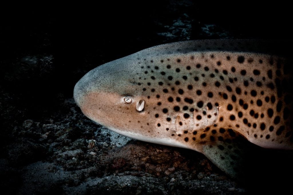 Return to the Reef: Thailand Reintroduces Endangered Leopard Sharks to ...