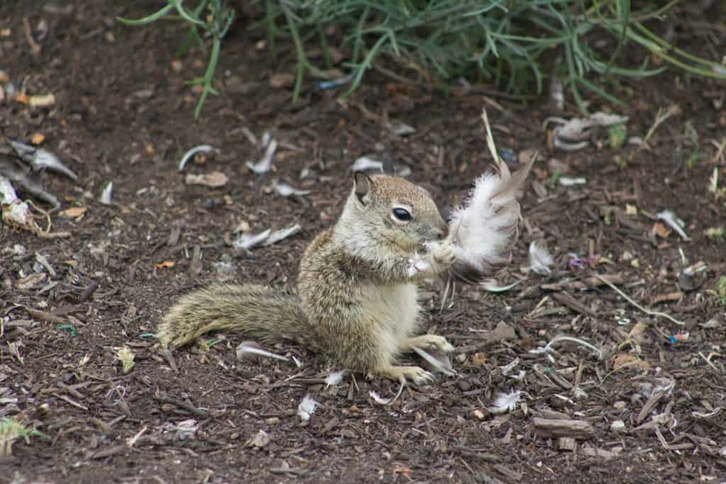 California Ground Squirrels Caught Hunting in New Scientific Footage ...