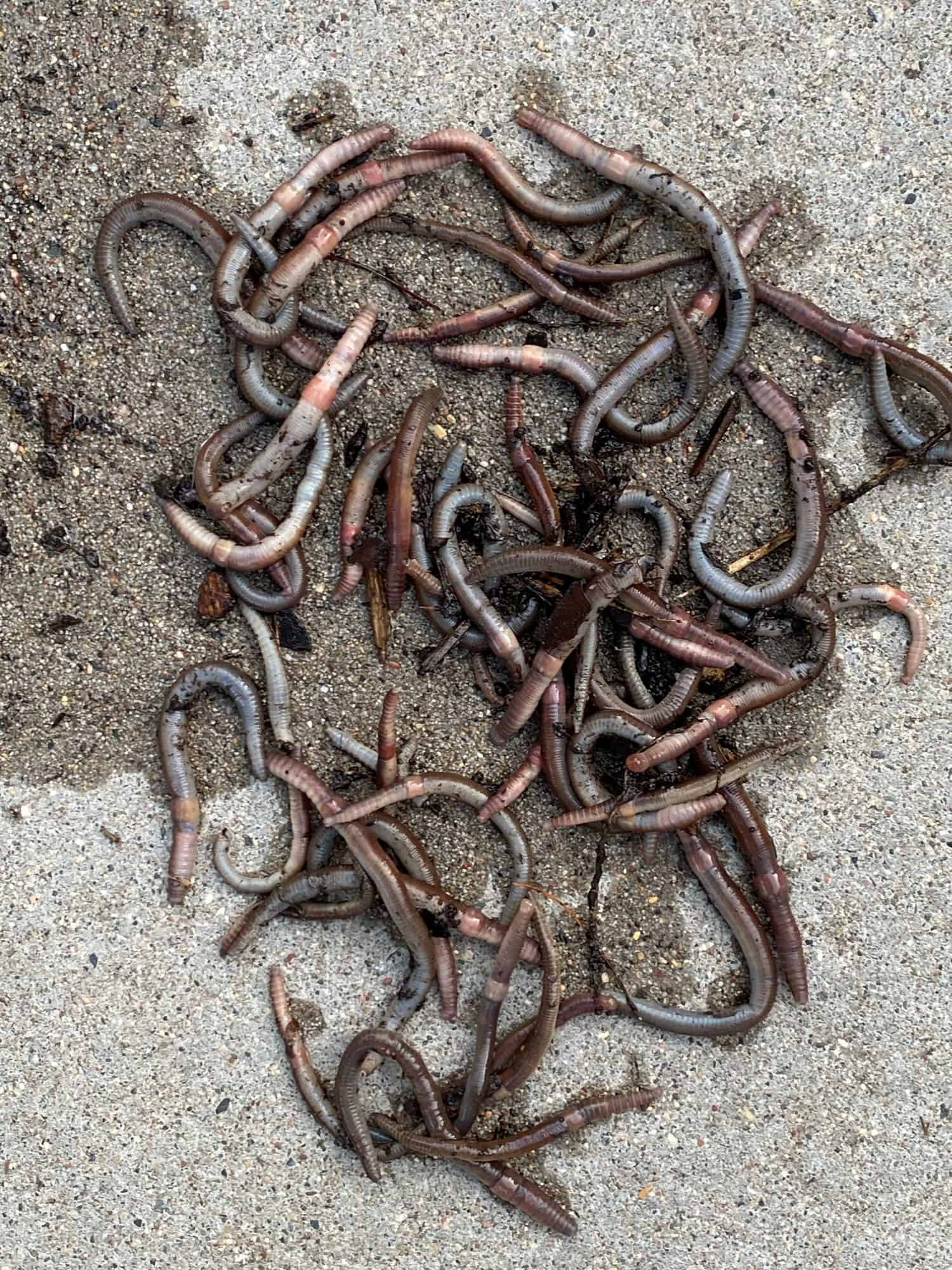 The Invasive “Jumping Worm” Spreading Across Canada - A-Z Animals