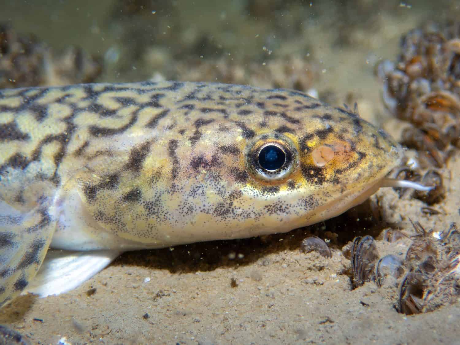 Gar Fish Facts - Lepisosteidae - A-Z Animals