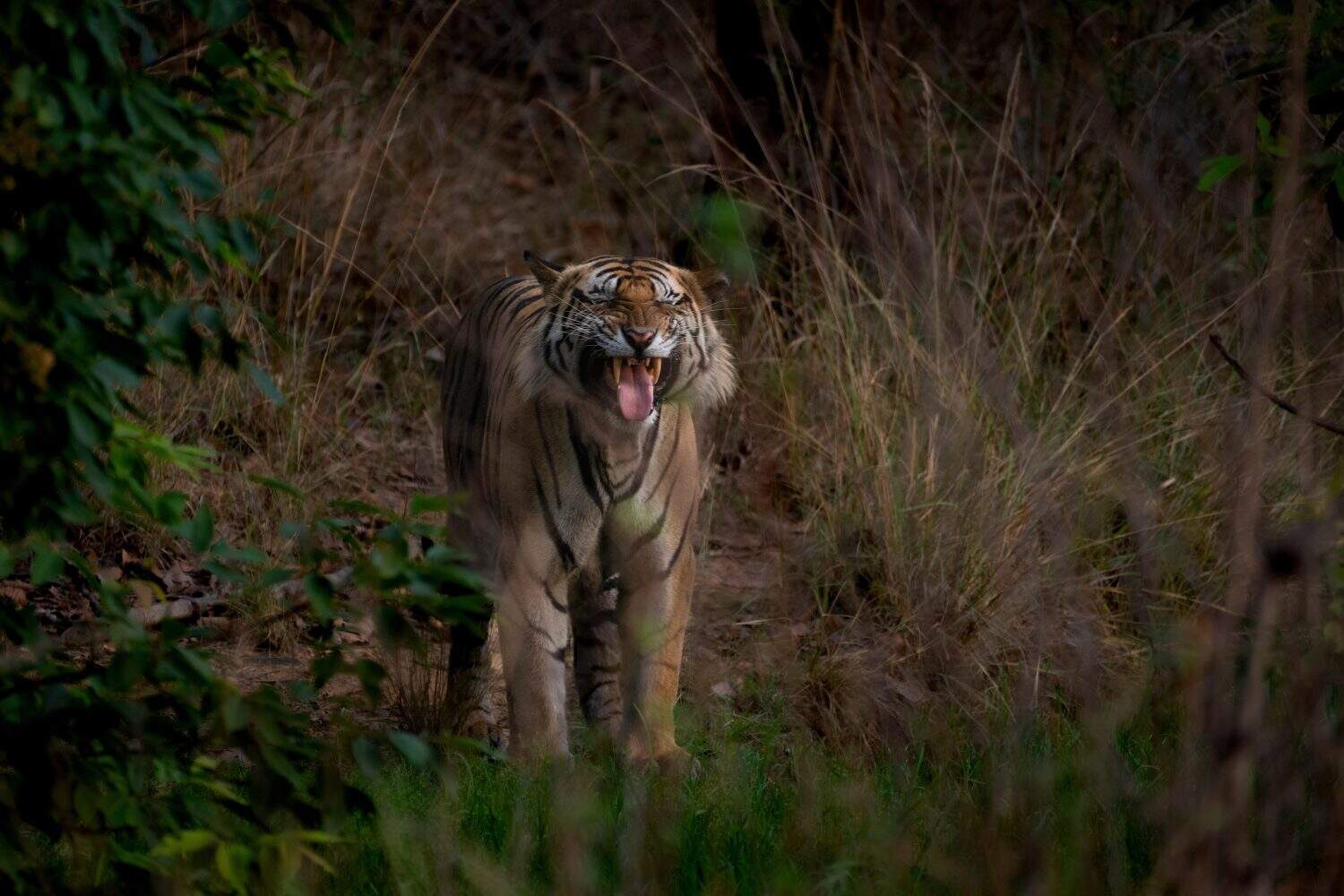 Decoding the Flehmen Response: That Animal Sneer Doesn’t Mean What You ...