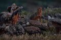 The Vulture’s Last Resort: Why Projectile Vomiting Is a Survival ...