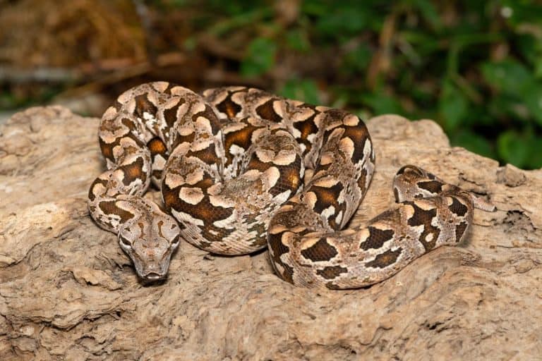IMG Boa Constrictor Animal Facts - Boa constrictor - A-Z Animals