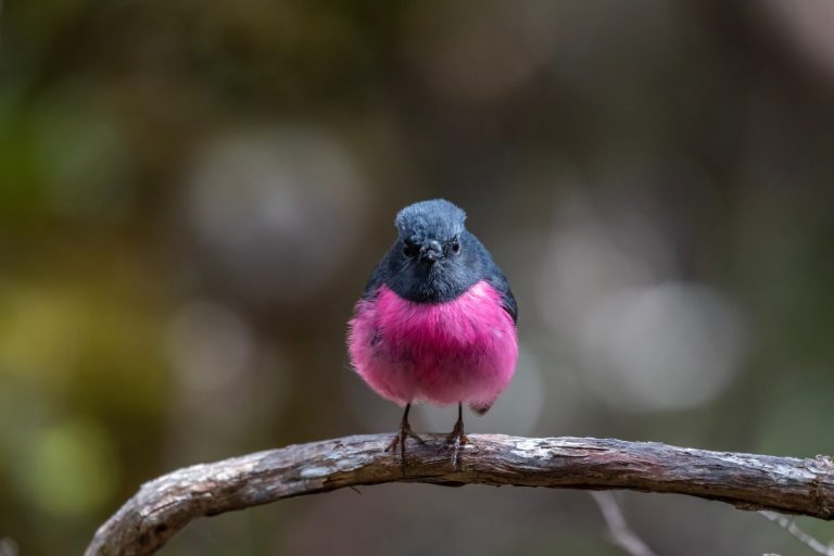 IMG Boa Constrictor Animal Facts - Boa constrictor - A-Z Animals