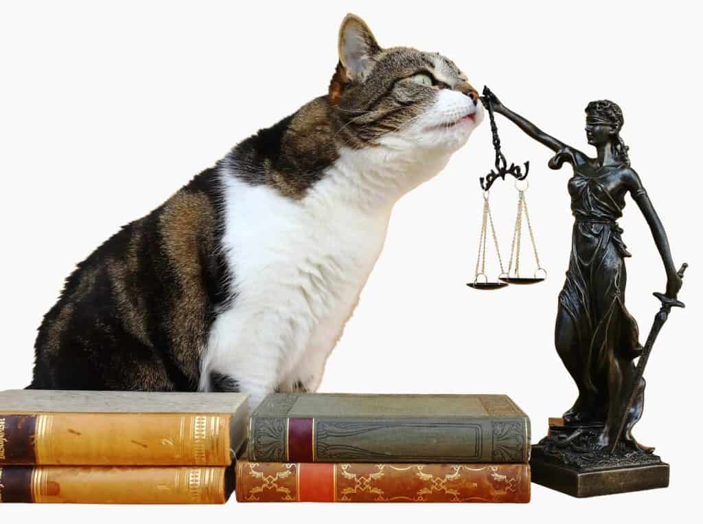 Polly Wants a Conviction: Can Animals Testify in Court? - A-Z Animals