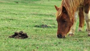 Why Do Some Animals Eat Poop? The Mystery of Coprophagy Explained - A-Z ...