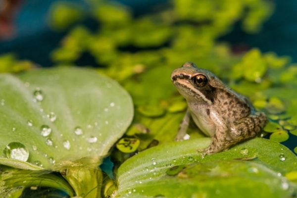 Nature's Odd Couple: The Curious Case of the Frog and the Tarantula - A ...