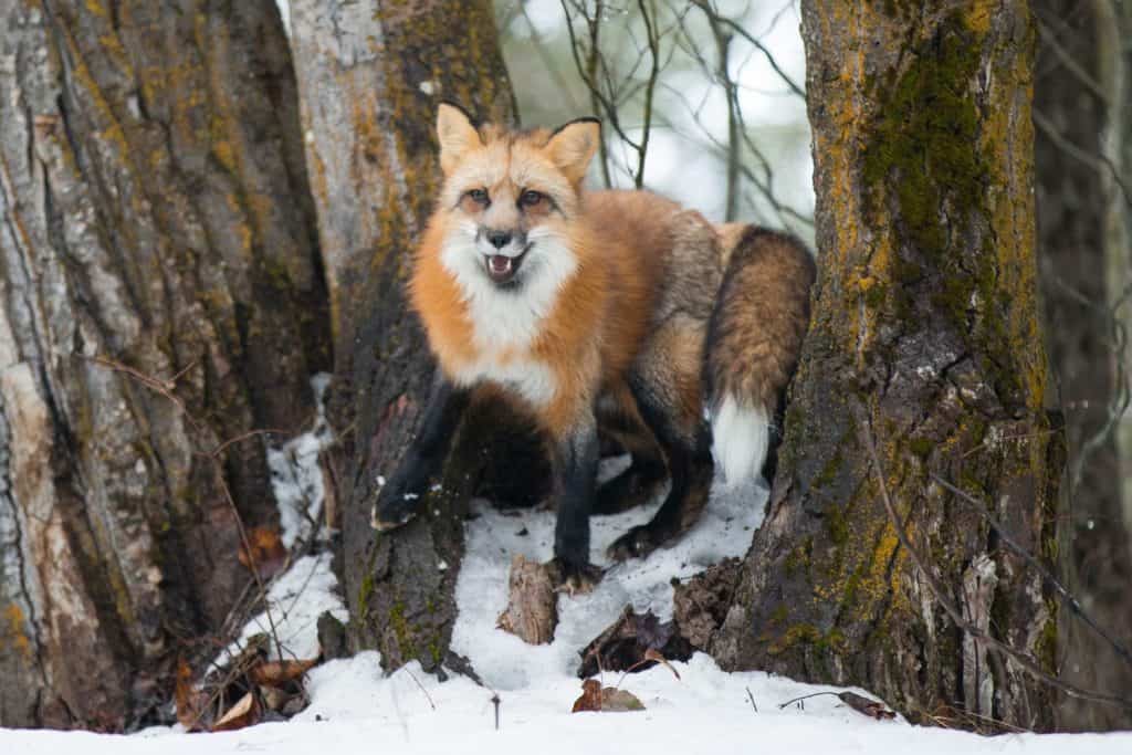 This Ghost Fox Was Thought Extinct Until a Camera Trap Changed ...