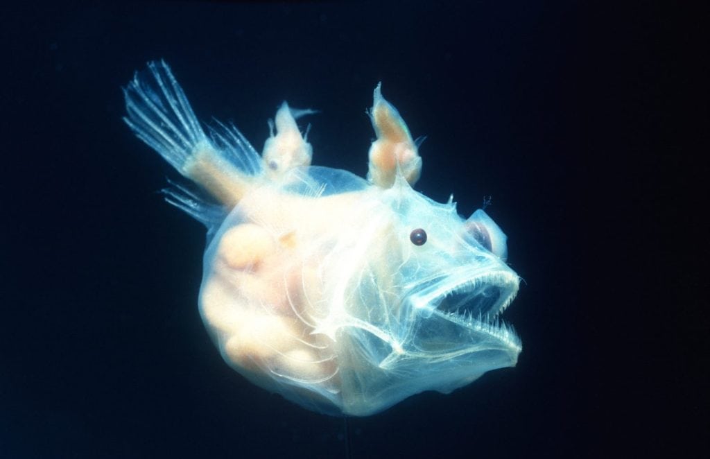 This Deep-Sea Mating Strategy Turns Male Fish Into Living Reproductive ...