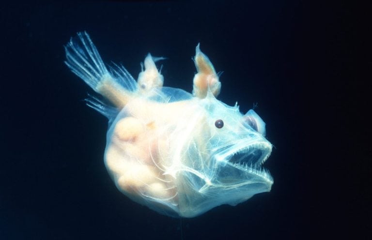 This Deep-Sea Mating Strategy Turns Male Fish Into Living Reproductive ...