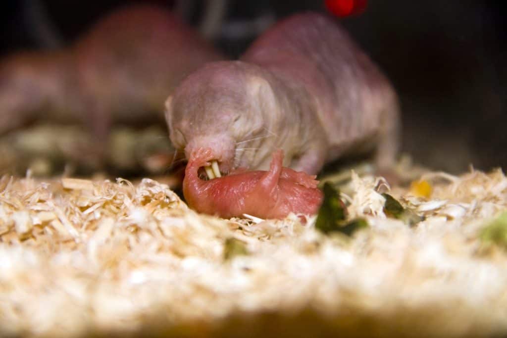 Naked Mole-Rats Use Their Teeth Like Chopsticks and Live for Decades ...