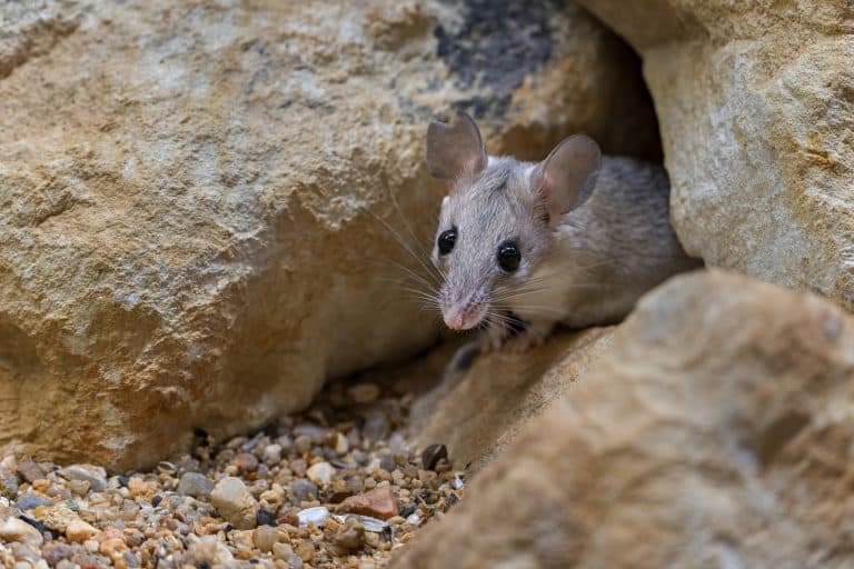 A Medical Marvel: The Mouse That Can Regrow Everything - A-Z Animals