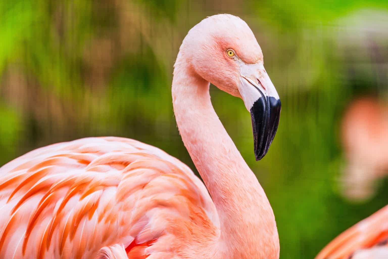 These Zoo Flamingos Are Healing With Custom Ankle Braces - A-Z Animals