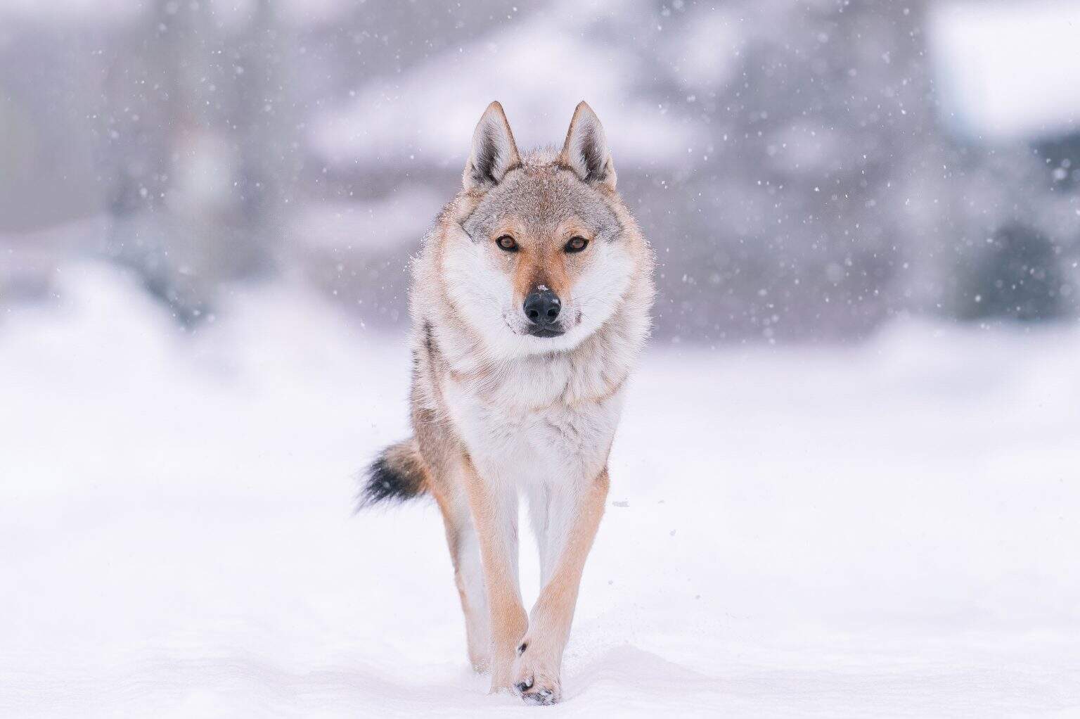 Daug Animal Facts - Canis lupus familiaris - A-Z Animals