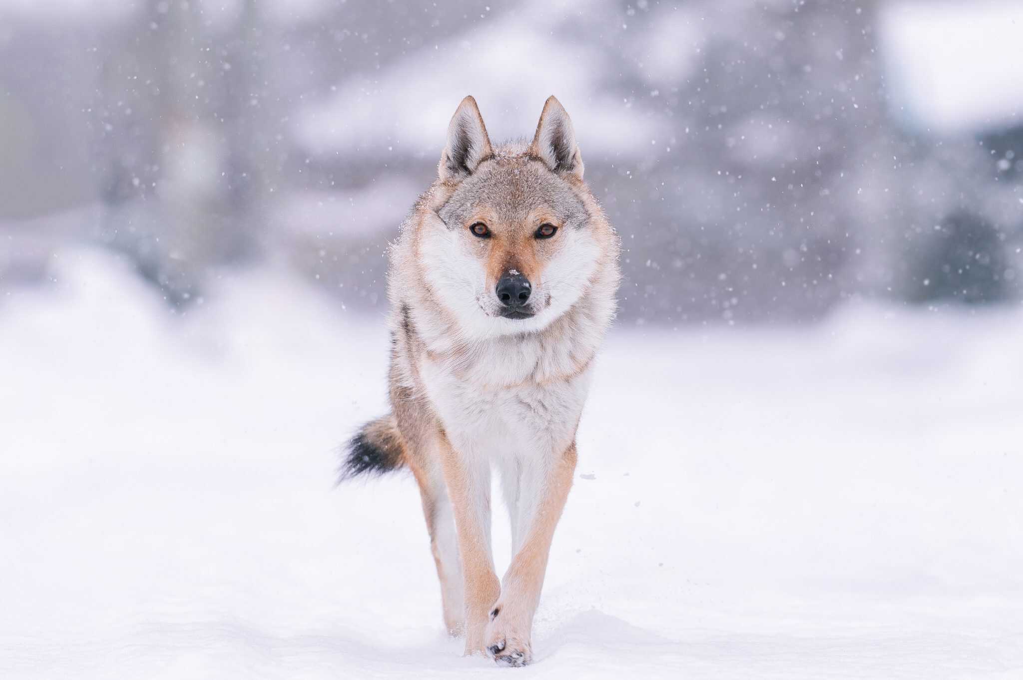 This Italian Dog is Winning the Olympics - A-Z Animals
