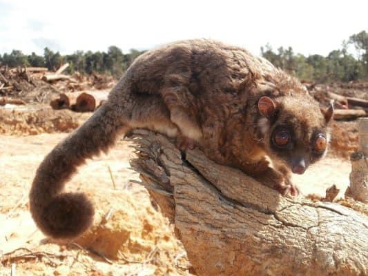 Tarsier Animal Facts - Tarsiidae - A-Z Animals