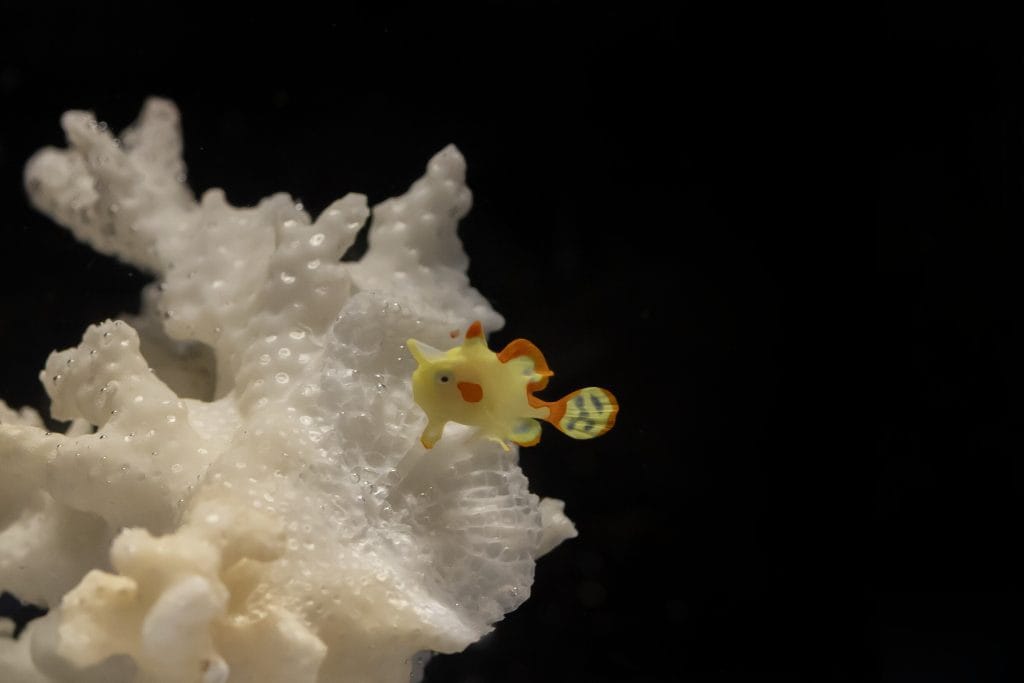 A Tiny “Walking” Fish Is a Big Breakthrough for Aquarium Science - A-Z ...