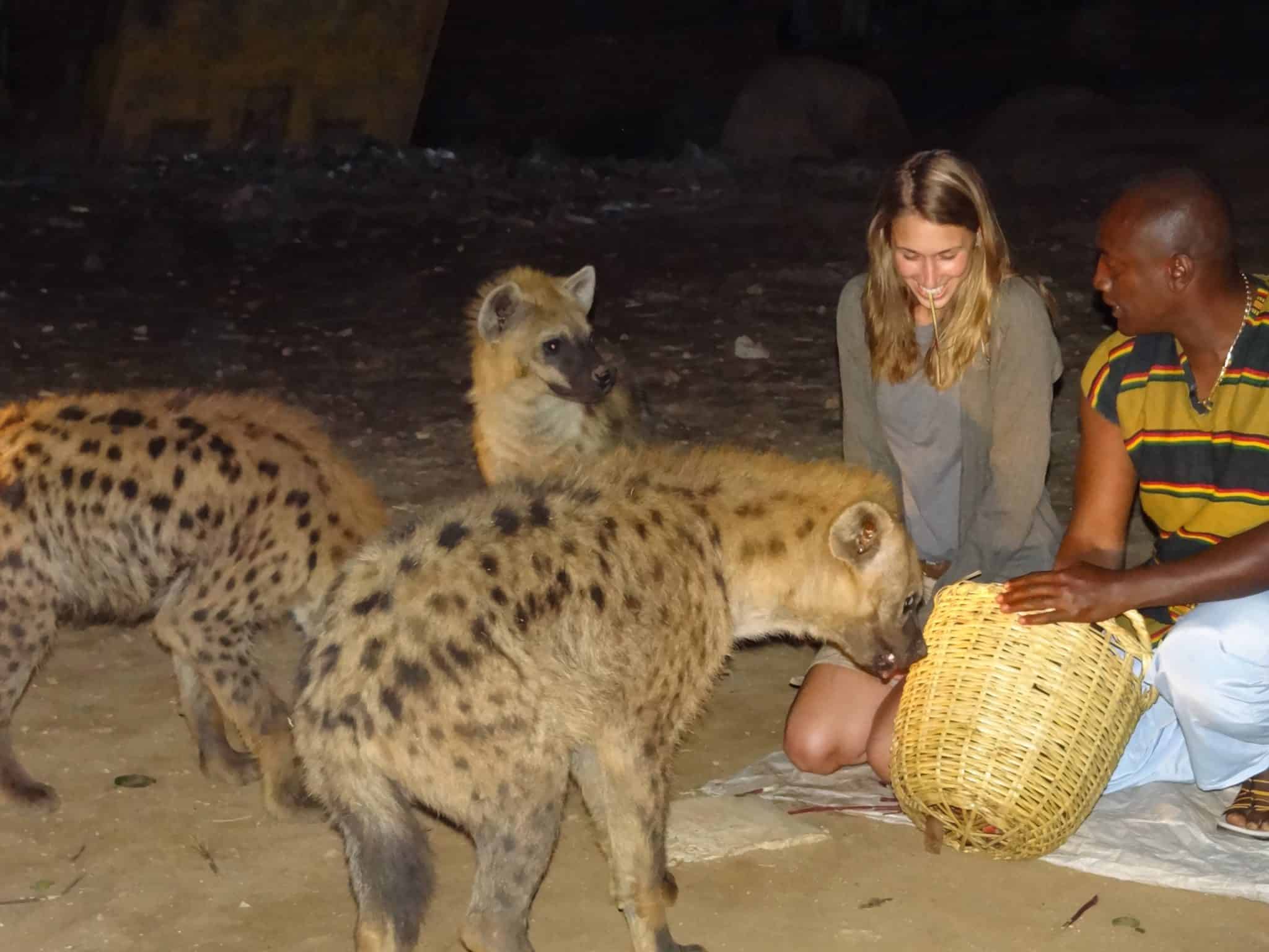 Inside Harar, Where Wild Hyenas Eat from Human Hands at Night - A-Z Animals