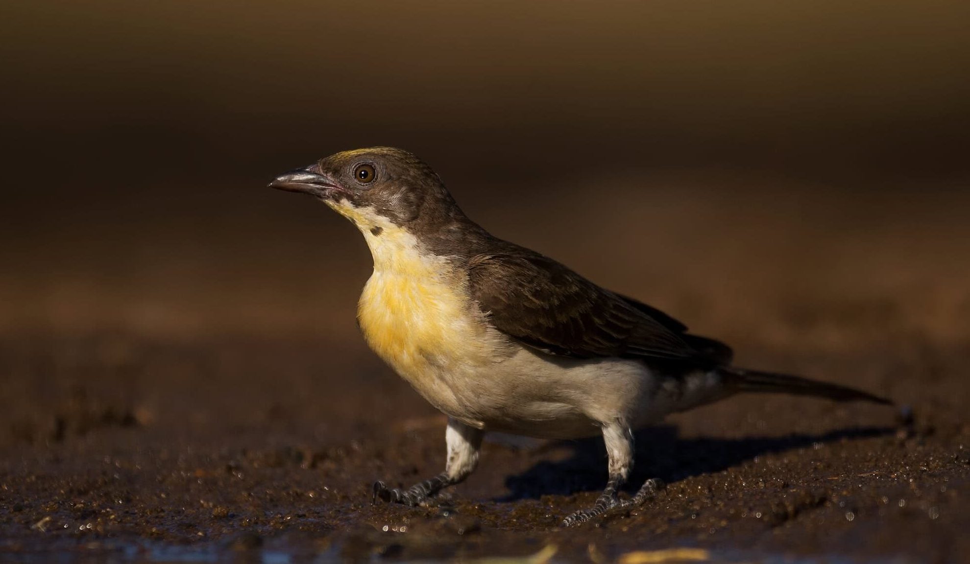Male vs Female Crows: 4 Key Differences - A-Z Animals