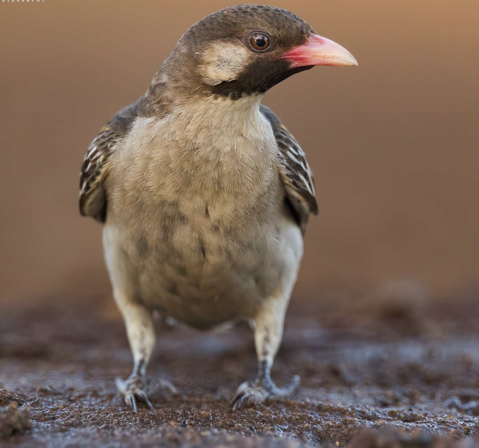 The Ancient Honey Hunting Tradition That Depends on a Wild Bird - A-Z ...