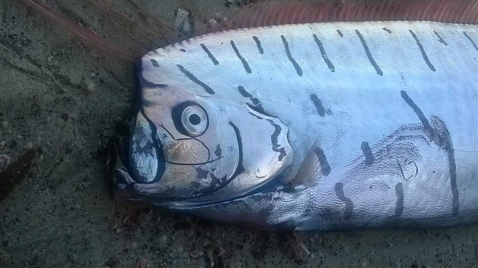 Meet the World's Longest Bony Fish That Inspired Doomsday Myths - A-Z ...